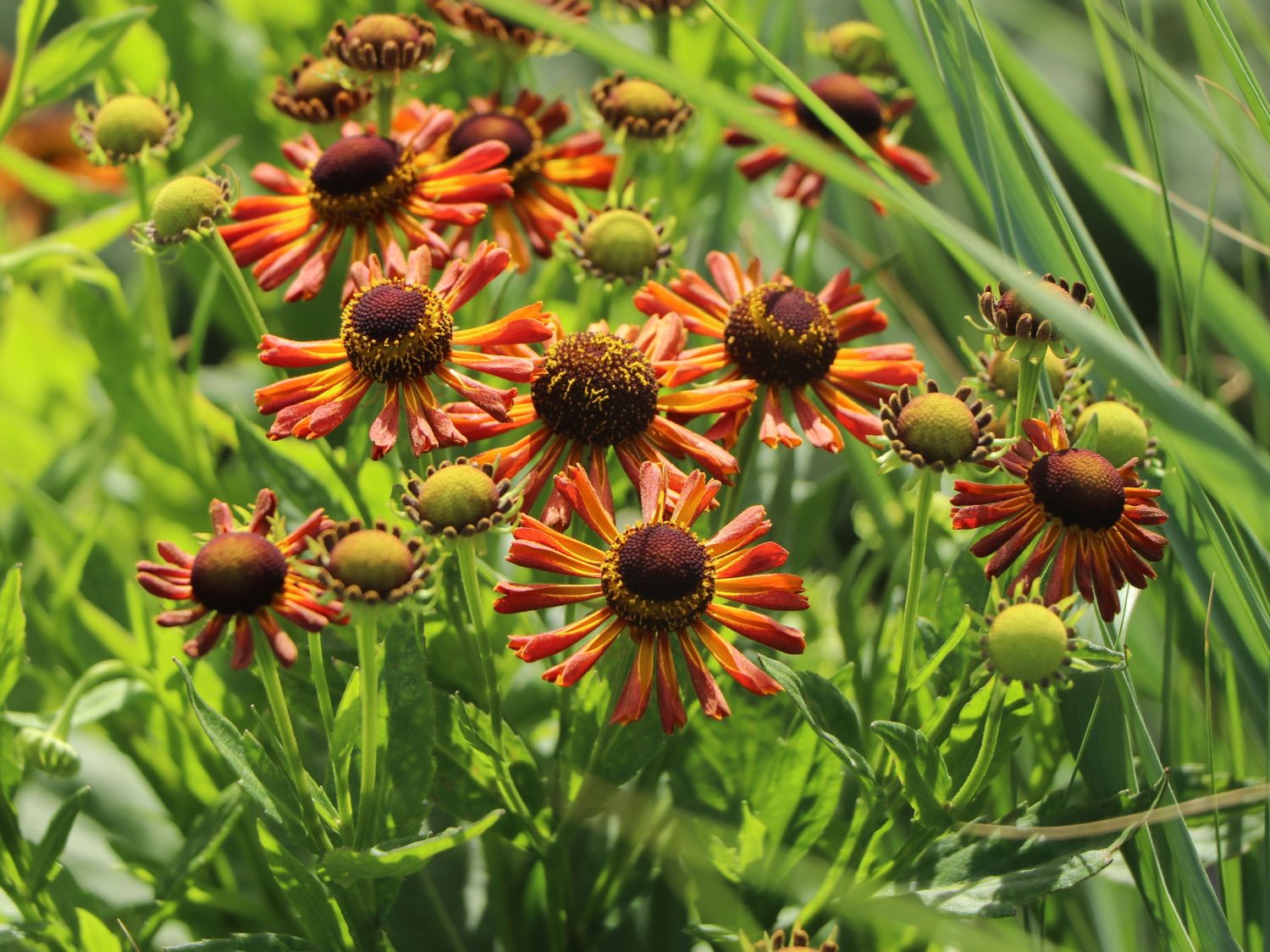 Sonnenbraut 'Loysder Wieck' - Helenium x cultorum 'Loysder Wieck ...