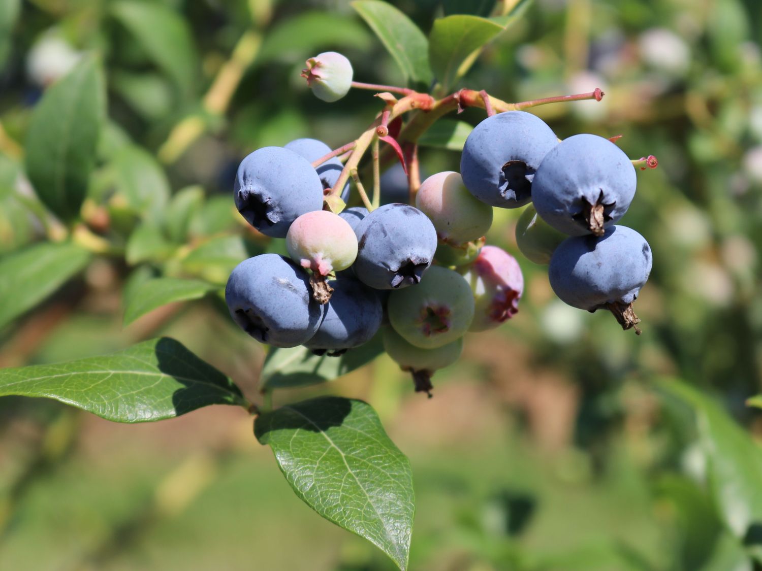 Heidelbeere 'Hortblue Petite' ® - Vaccinium corymbosum 'Hortblue Petite ...