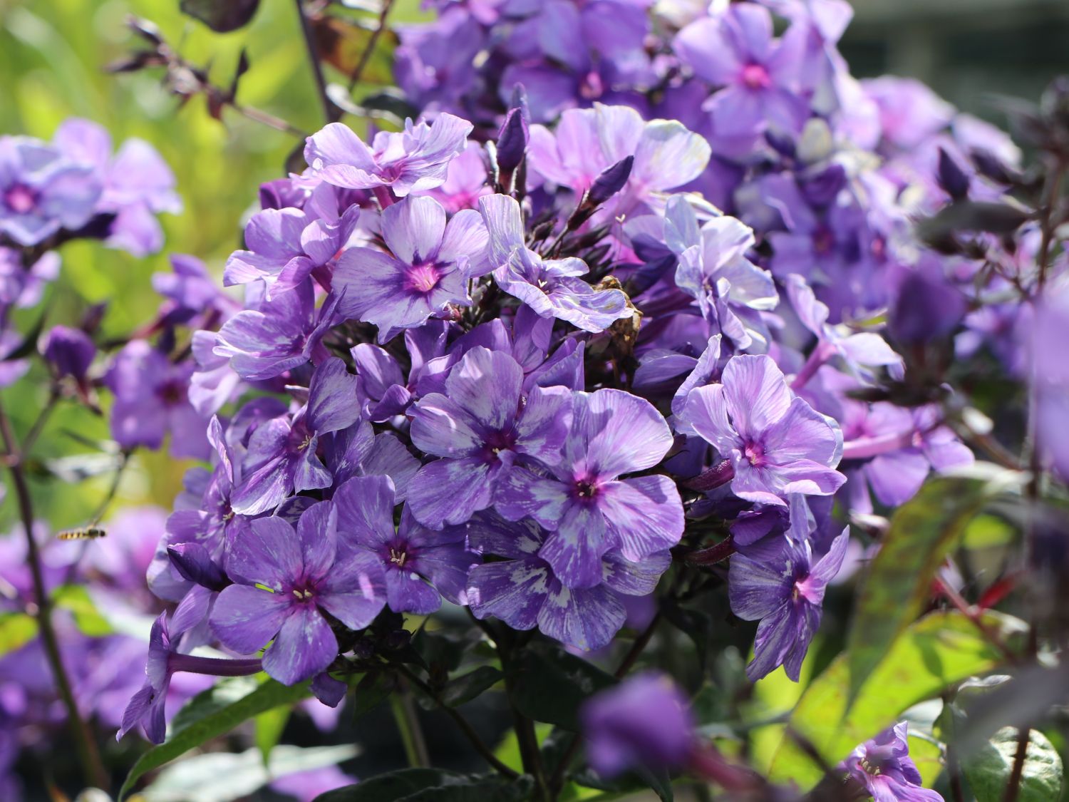 Hohe Flammenblume 'Freckles Blue Shades' für Deinen Garten!