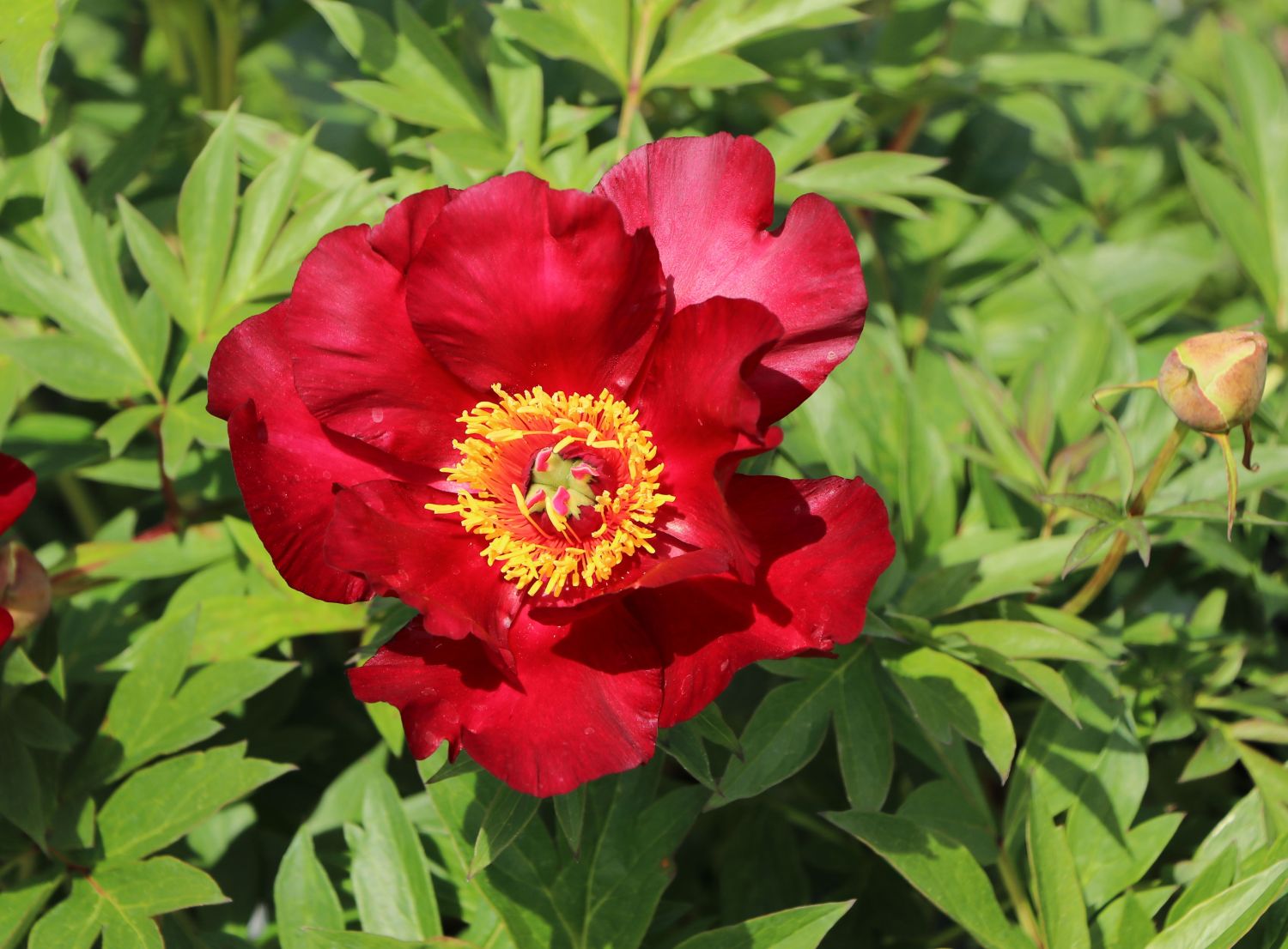 Halbstrauchige Pfingstrose 'Scarlet Heaven' - Paeonia Itoh-Hybride ...