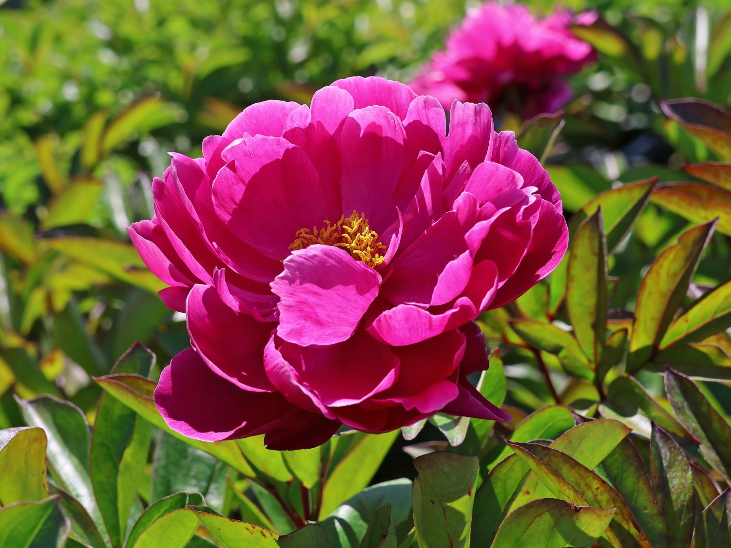 Pfingstrose 'Victoire de La Marne' - Paeonia lactiflora 'Victoire de La ...