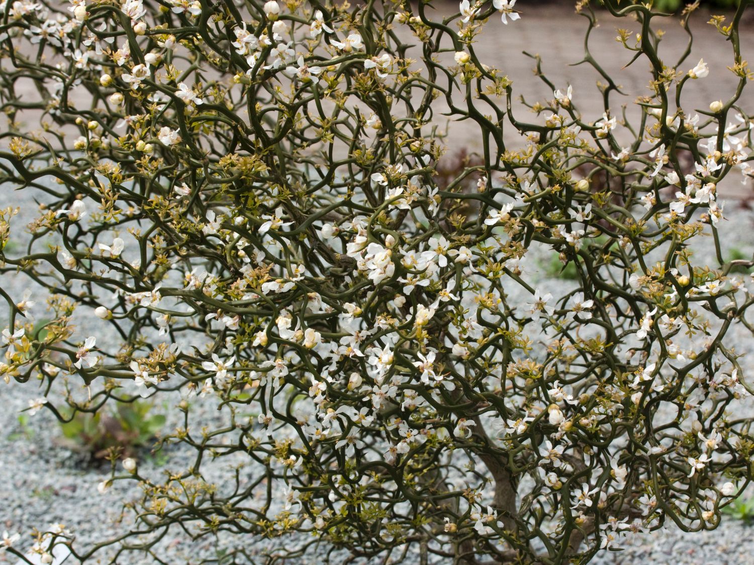 Poncirus (Poncirus) - Infos & Pflanzen dieser Gattung