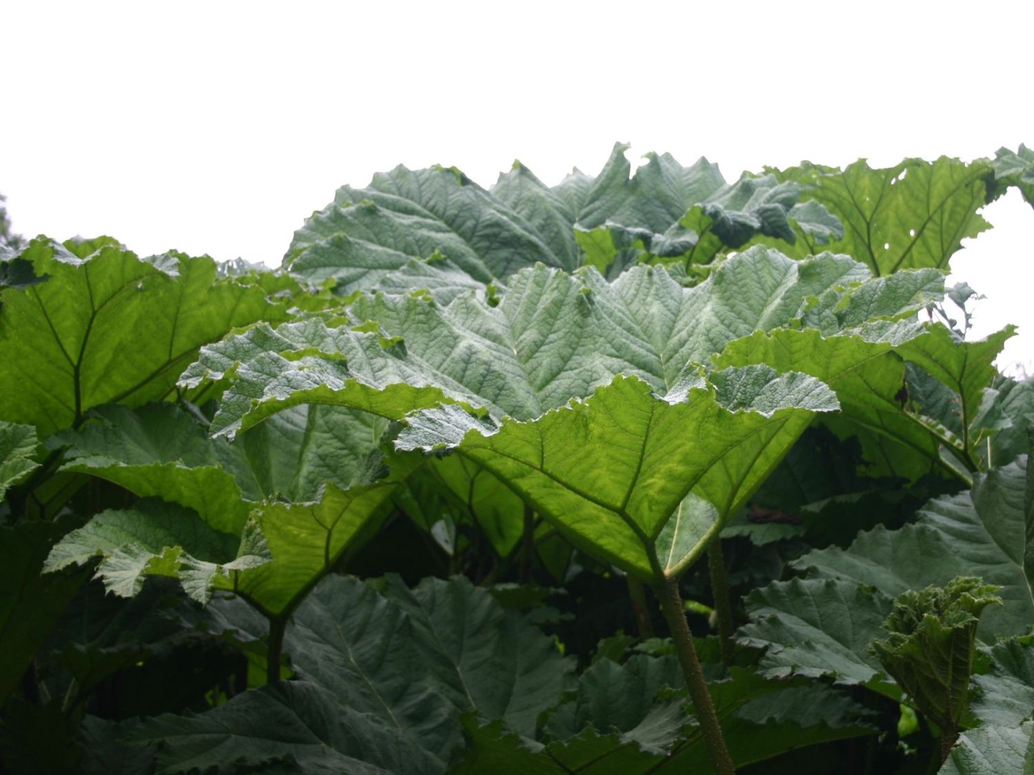 Gunneraceen (Gunneraceae) - Wissen & Pflanzen dieser Familie