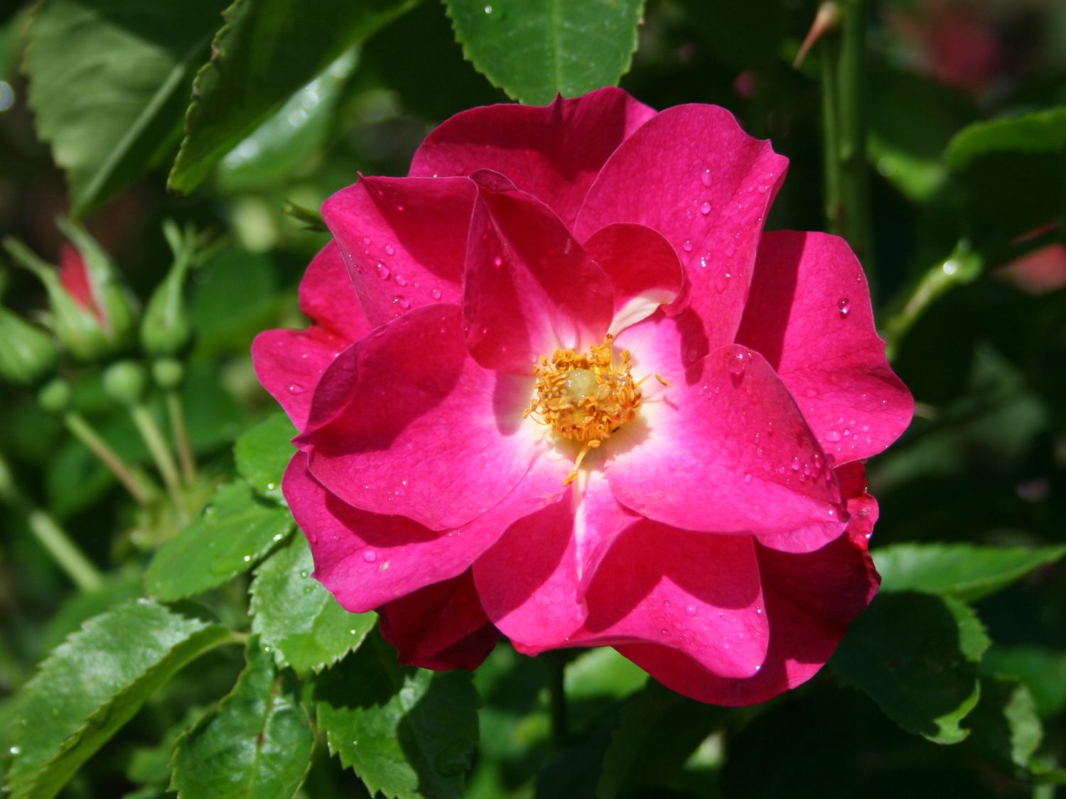 Canadian Explorer Rose 'John Cabot' ® - bestes Gärtnerwissen