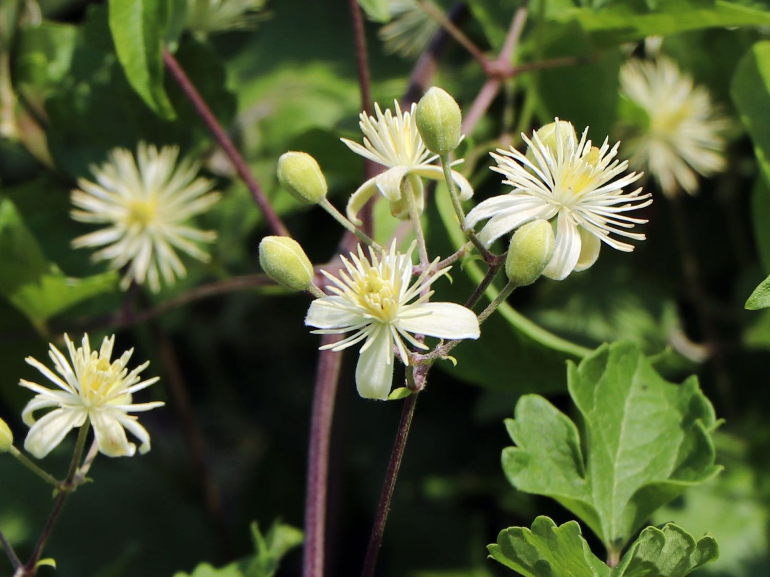 Clematis Vitalba Clematis Vitalba