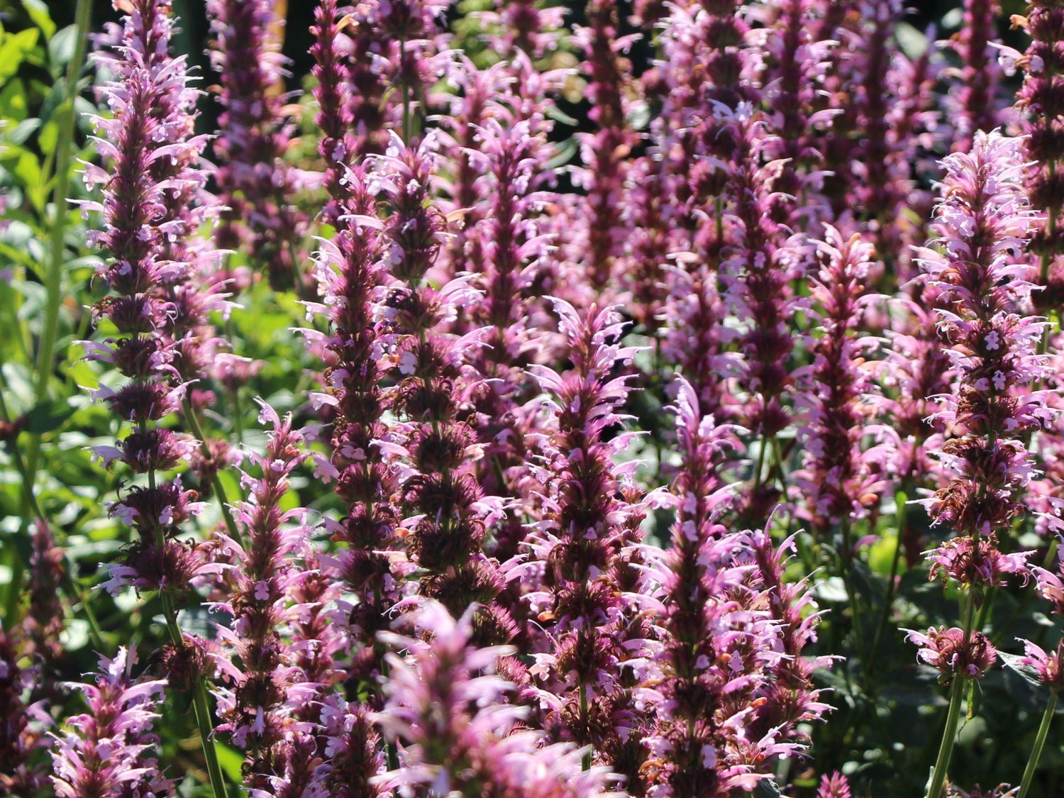 Agastache (Agastache) - Infos & Pflanzen dieser Gattung