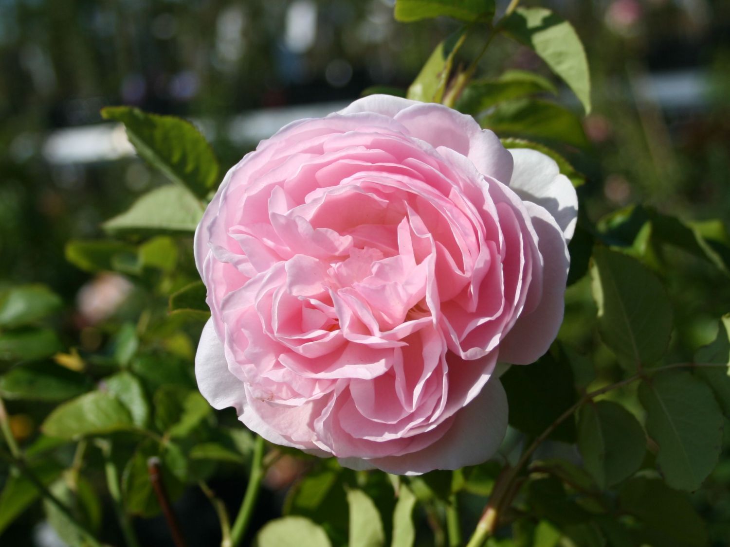Englische Rose 'Heritage' ® - Expertenwissen zu dieser Rose