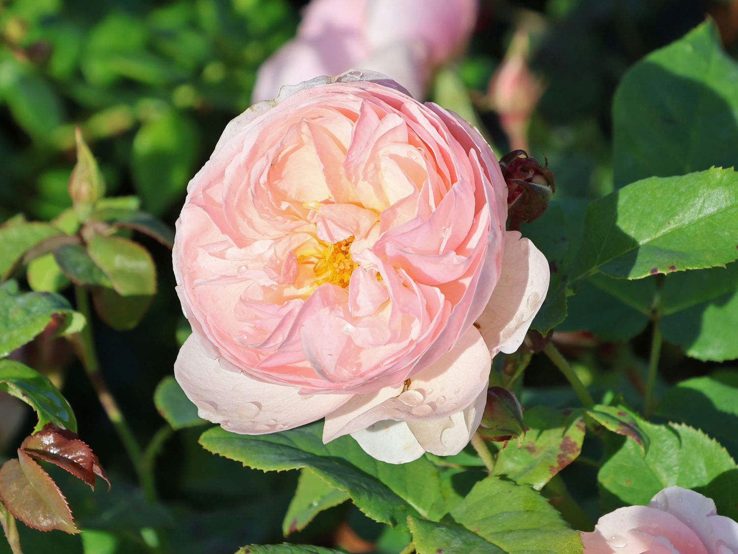 Englische Rose 'Heritage' ® - Expertenwissen zu dieser Rose
