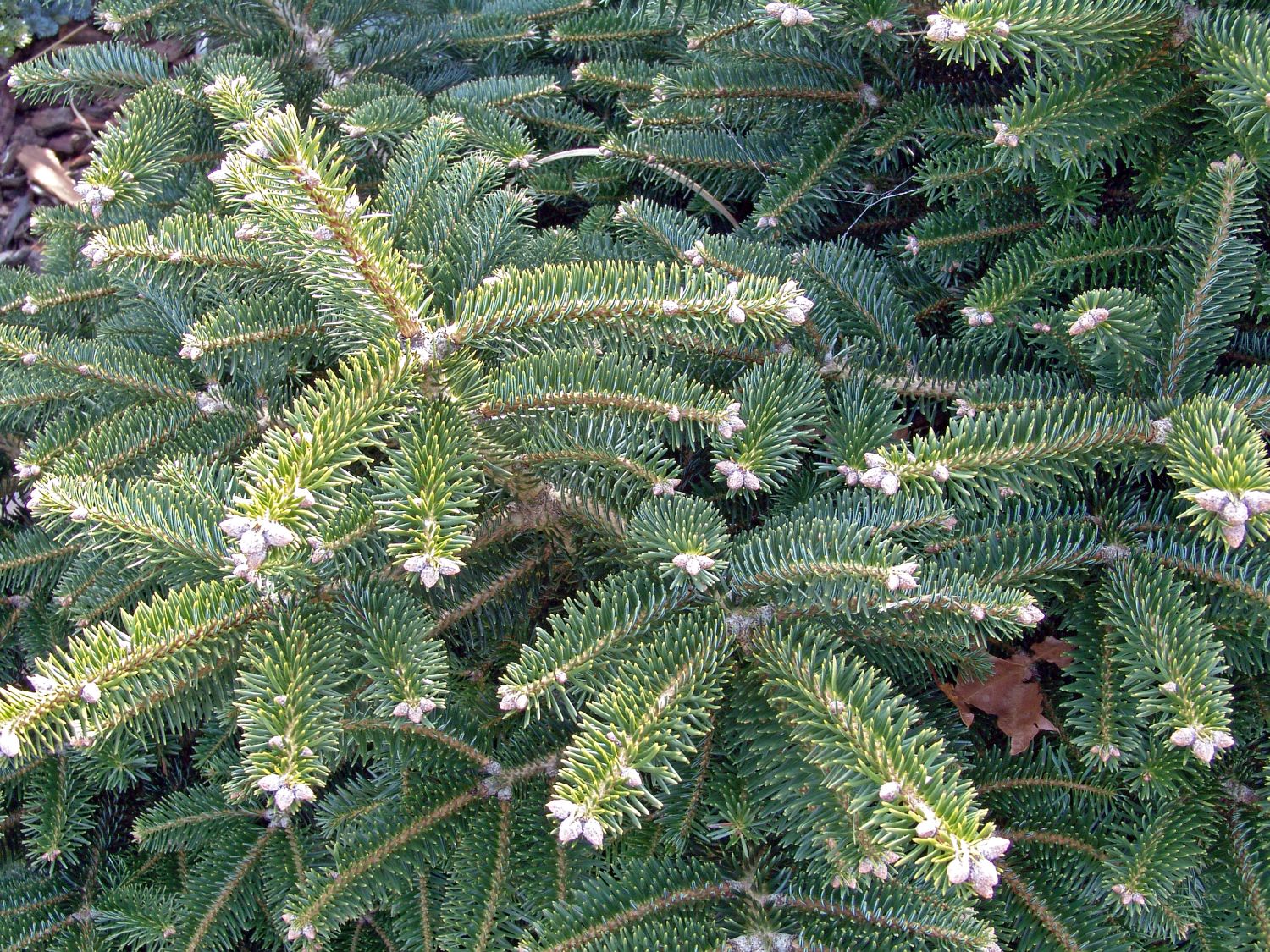 Koniferen (Coniferales) - Wissen & Pflanzen dieser Ordnung
