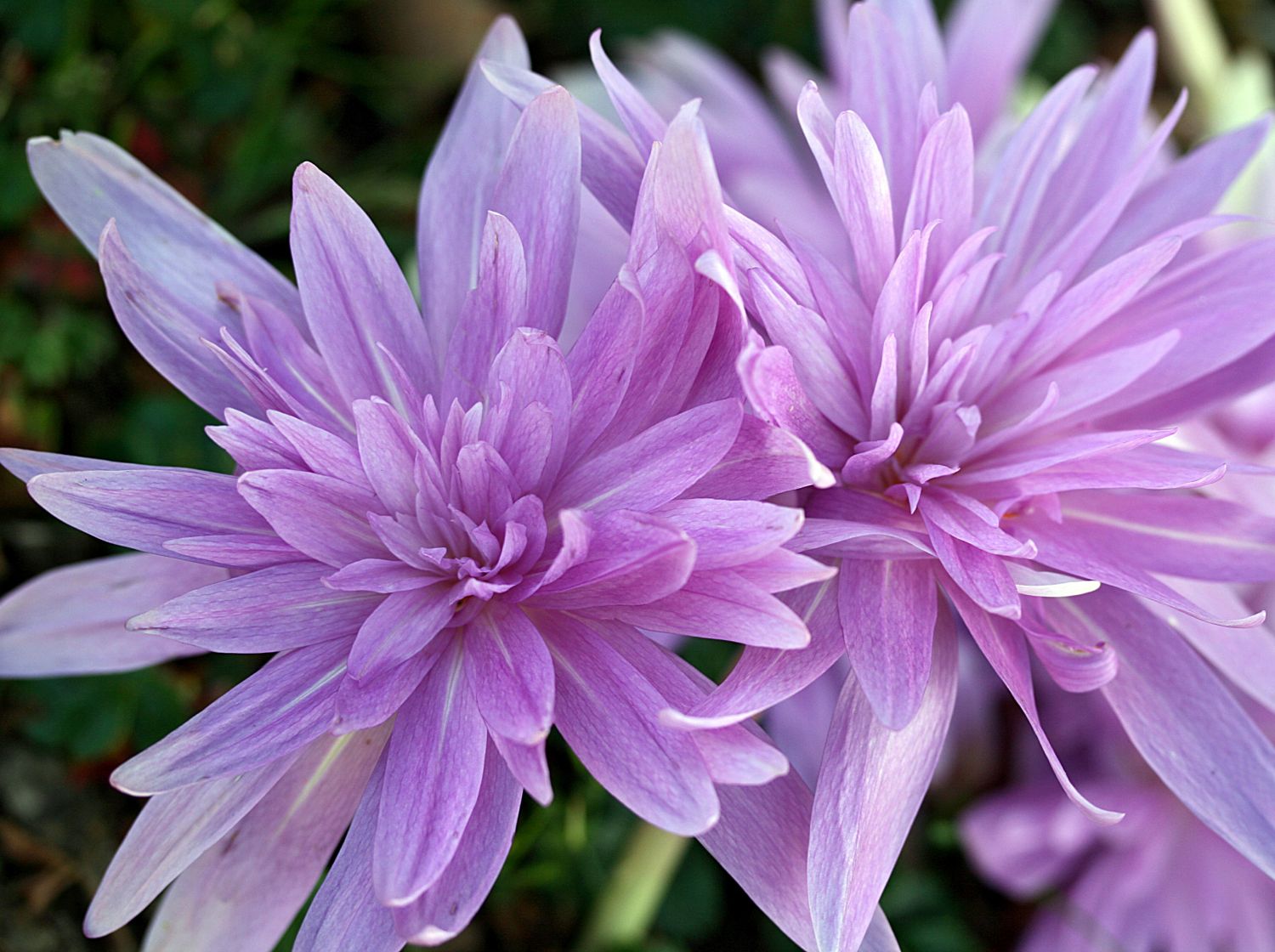 Zeitlose (Colchicum) - Infos & Pflanzen dieser Gattung