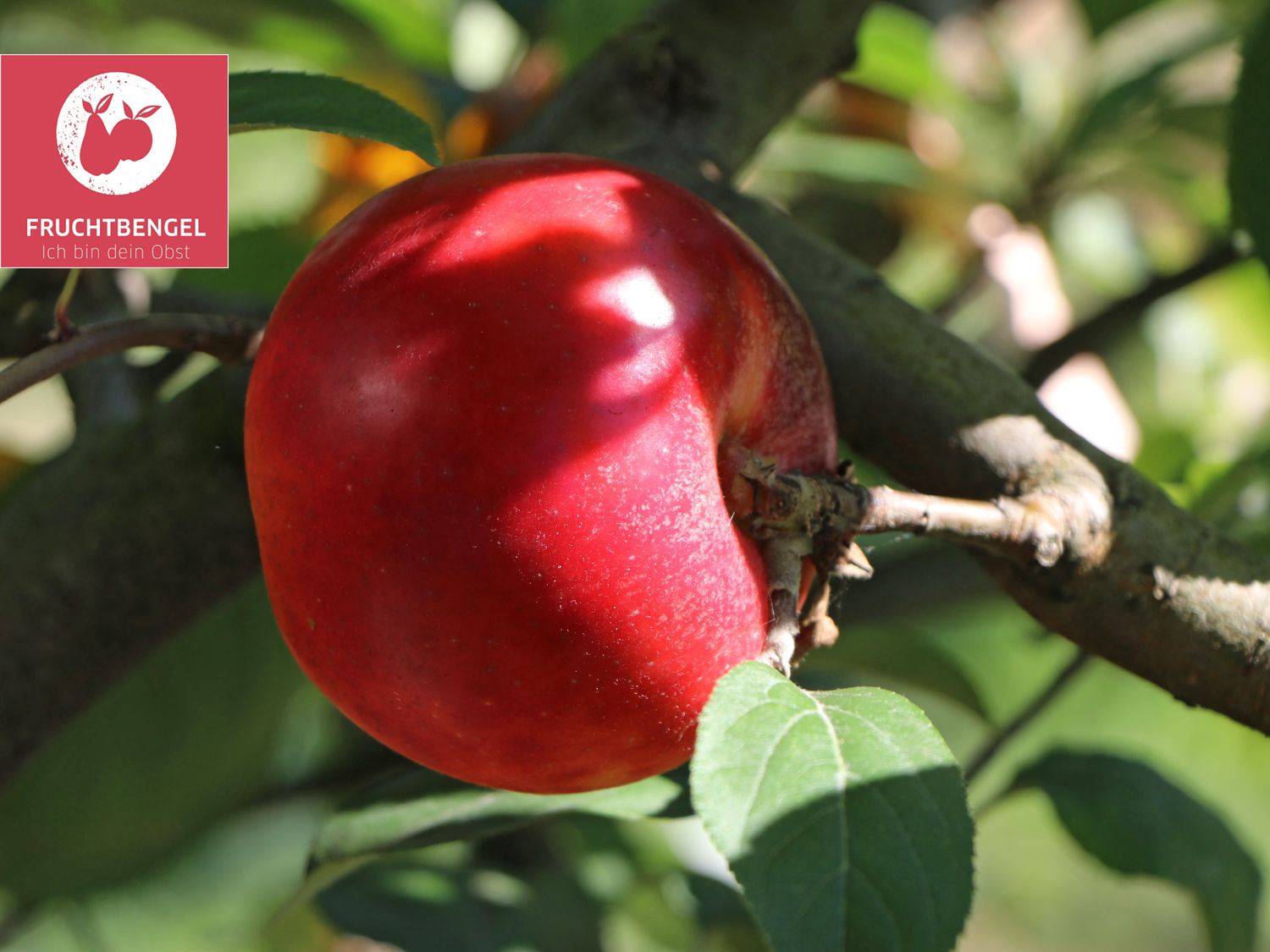 Herbstapfel FRUCHTBENGEL ® 'Roter Gravensteiner' - Malus FRUCHTBENGEL ...
