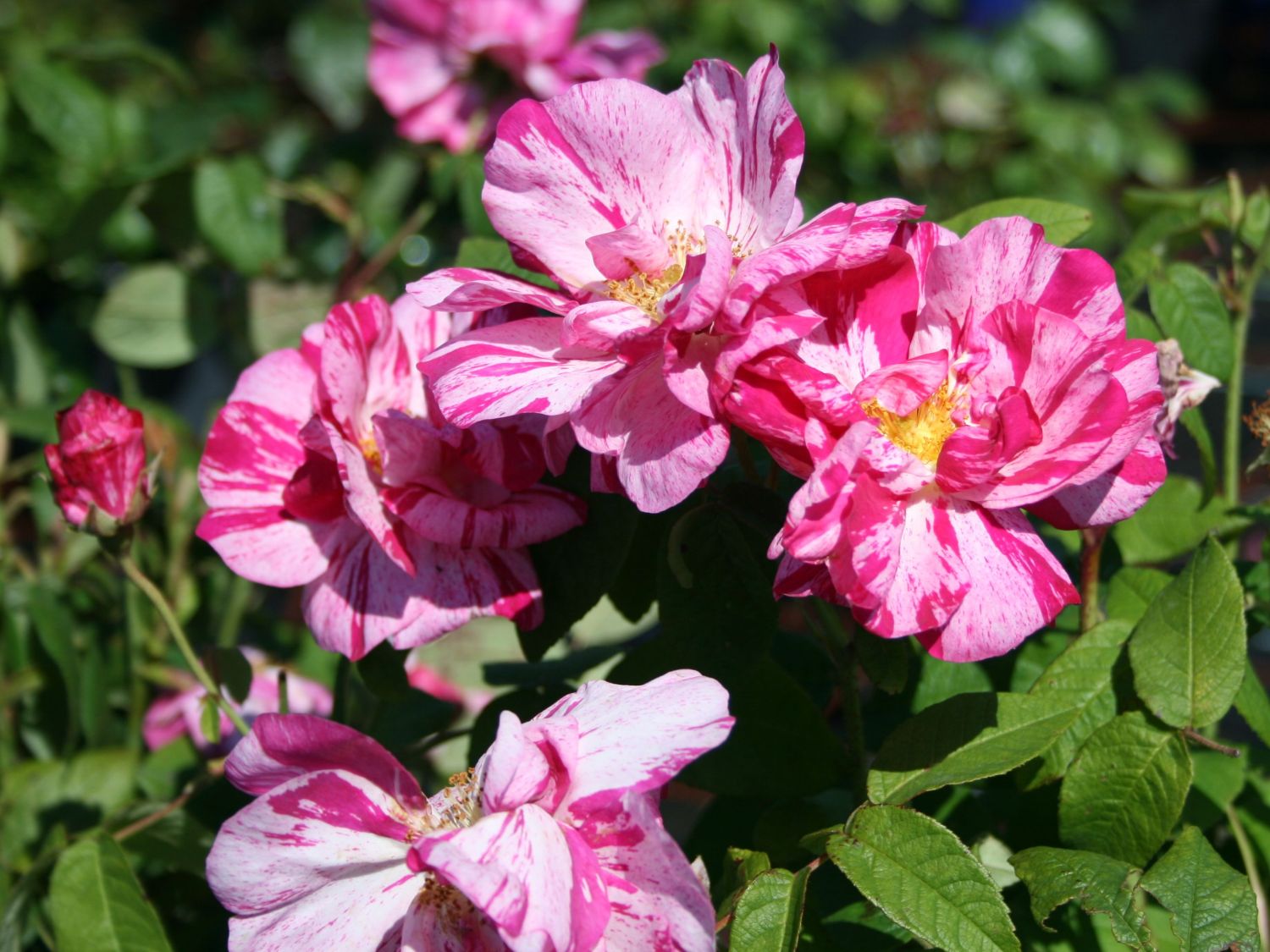 Historische Rose 'Versicolor' - Schönste Rosen & Expertenwissen