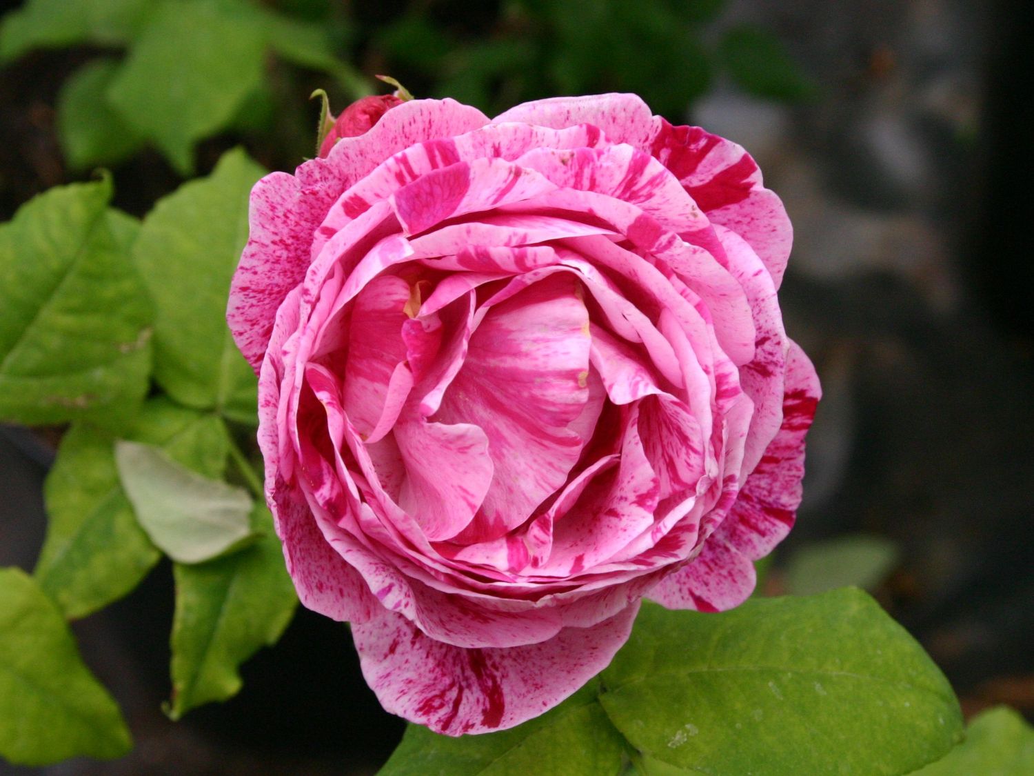 Historische Rose 'Versicolor' - Schönste Rosen & Expertenwissen