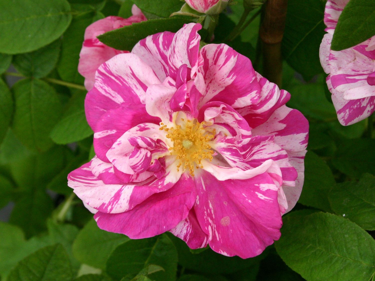 Historische Rose 'Versicolor' - Rosa gallica 'Versicolor' - Baumschule ...