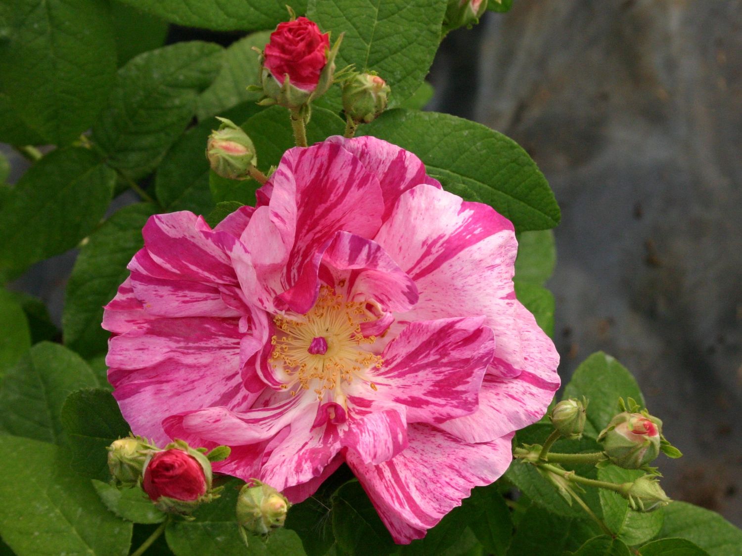 Historische Rose 'Versicolor' - Schönste Rosen & Expertenwissen