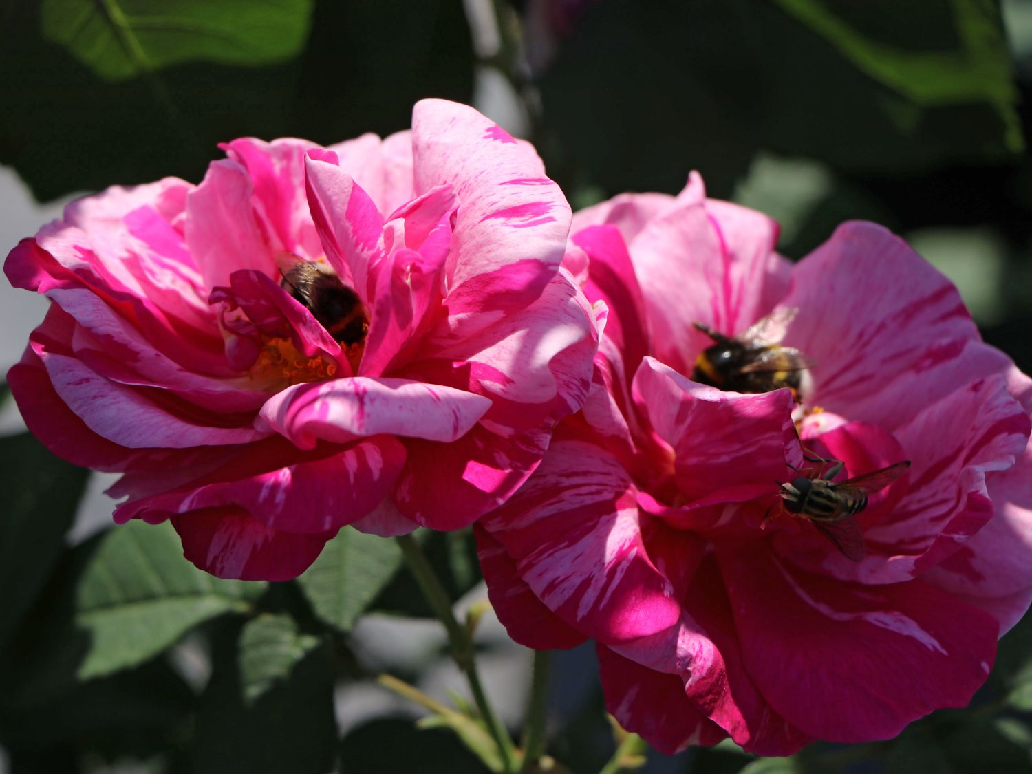 Historische Rose 'Versicolor' - Schönste Rosen & Expertenwissen
