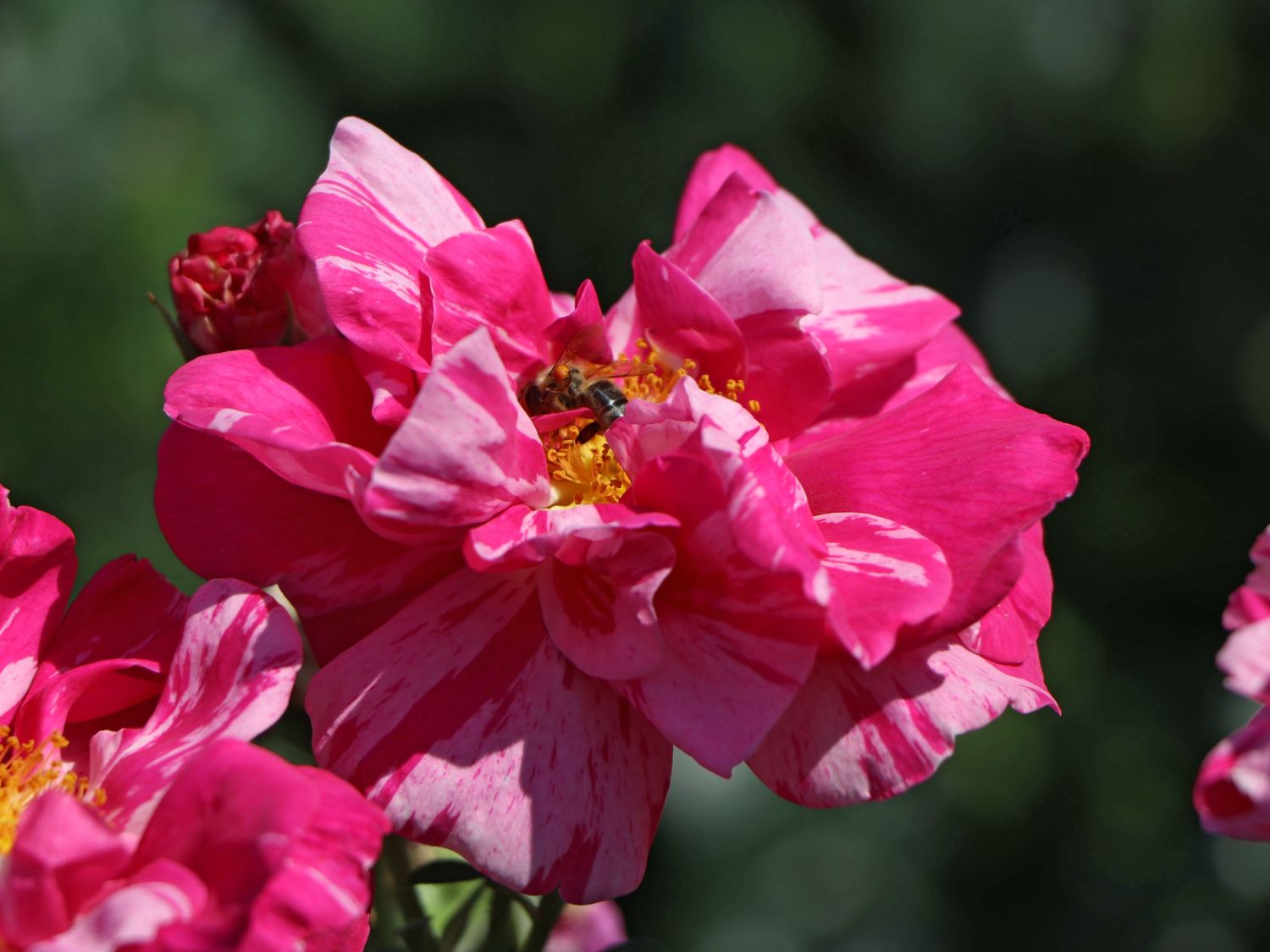 Historische Rose 'Versicolor' - Schönste Rosen & Expertenwissen