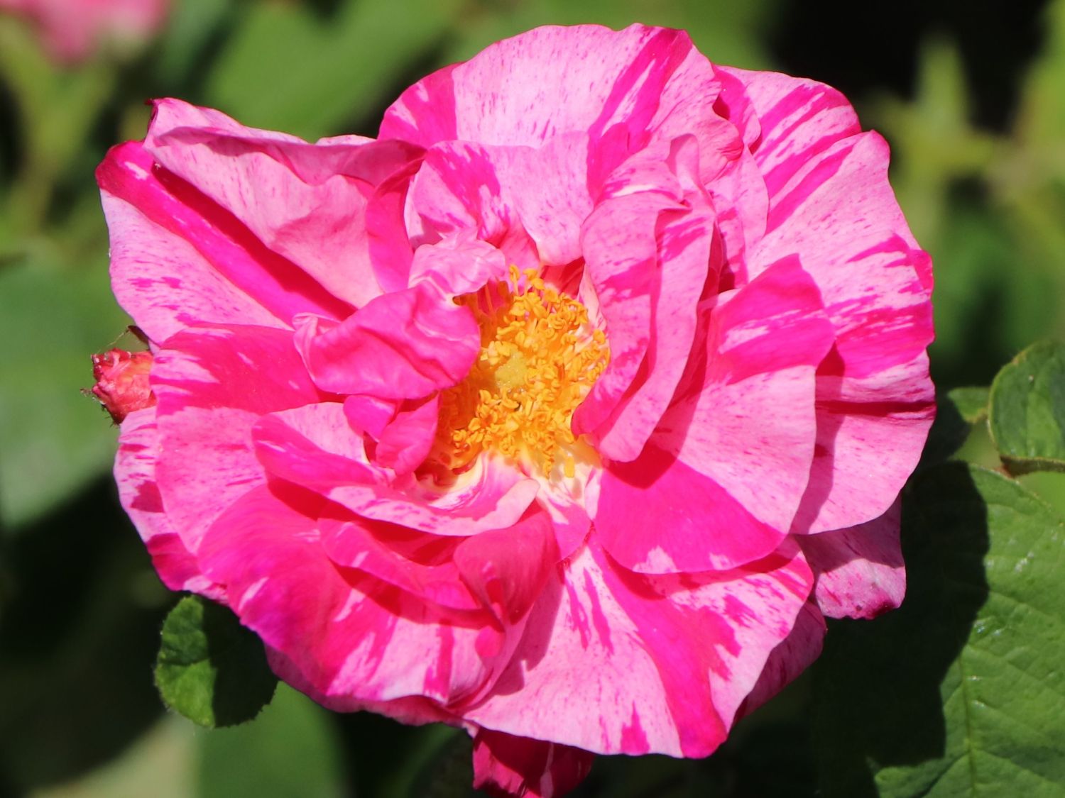 Historische Rose 'Versicolor' - Expertenwissen zu dieser Rose