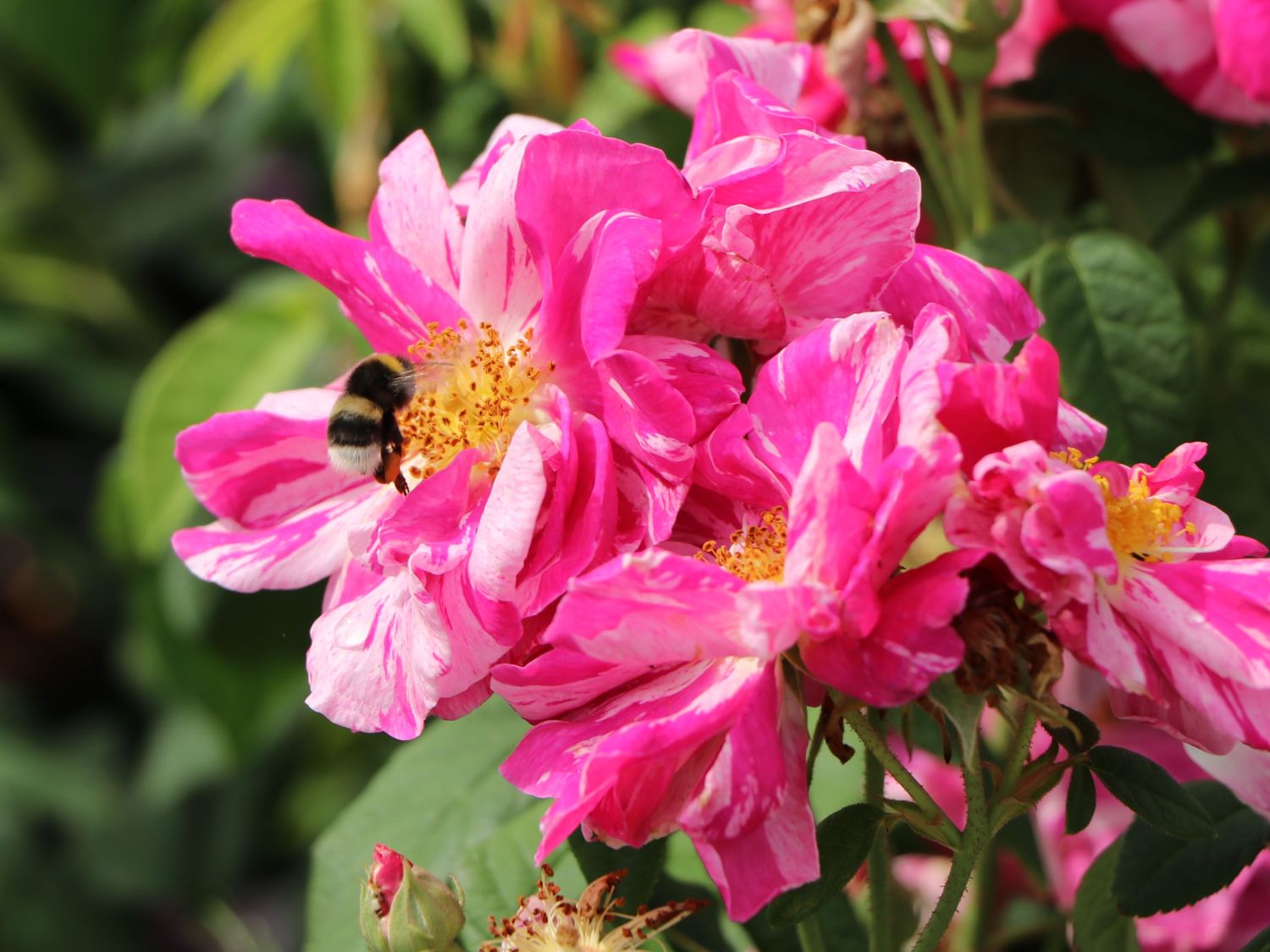 Historische Rose 'Versicolor' - Schönste Rosen & Expertenwissen