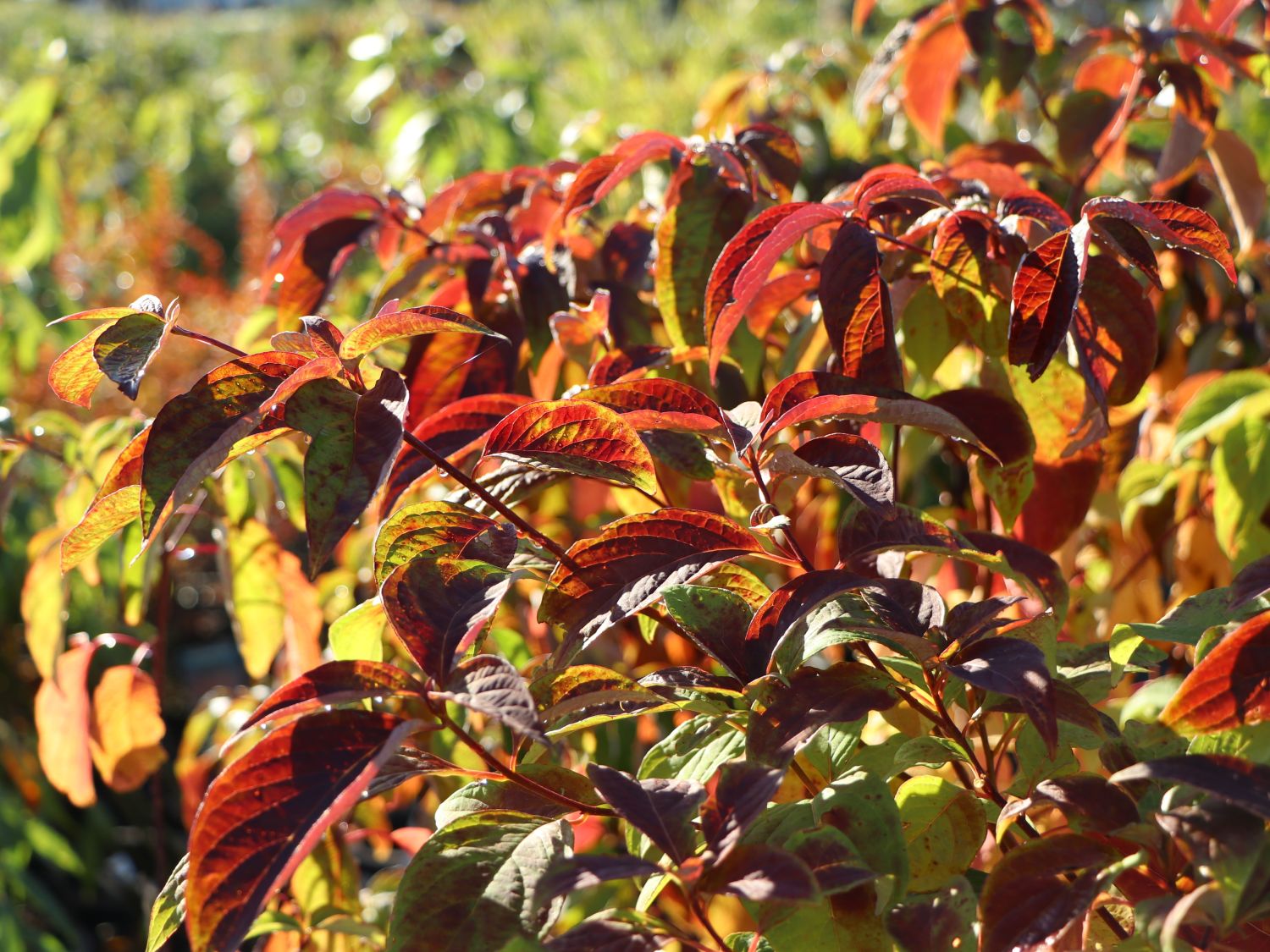 Hoher Etagen-Hartriegel / Pagoden-Hartriegel - Cornus controversa ...