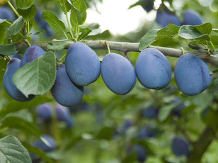 Zwetsche 'Jojo' ® - Prunus 'Jojo' ® - Baumschule Horstmann