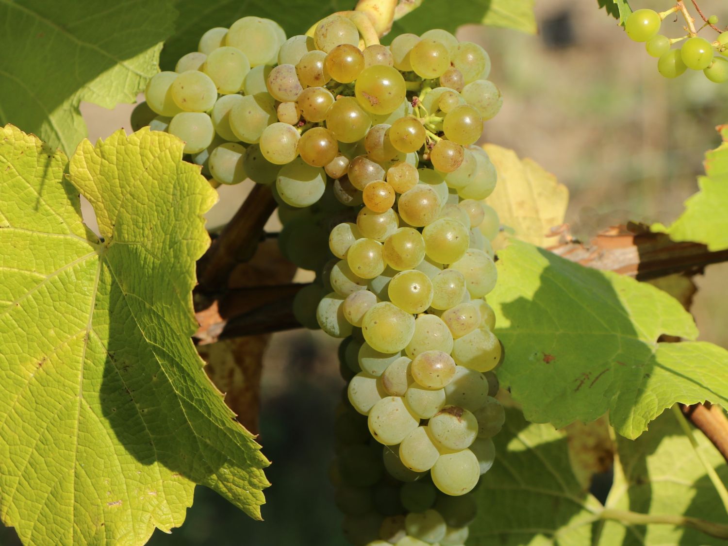 Weintraube 'Romulus' - Vitis 'Romulus' - Baumschule Horstmann