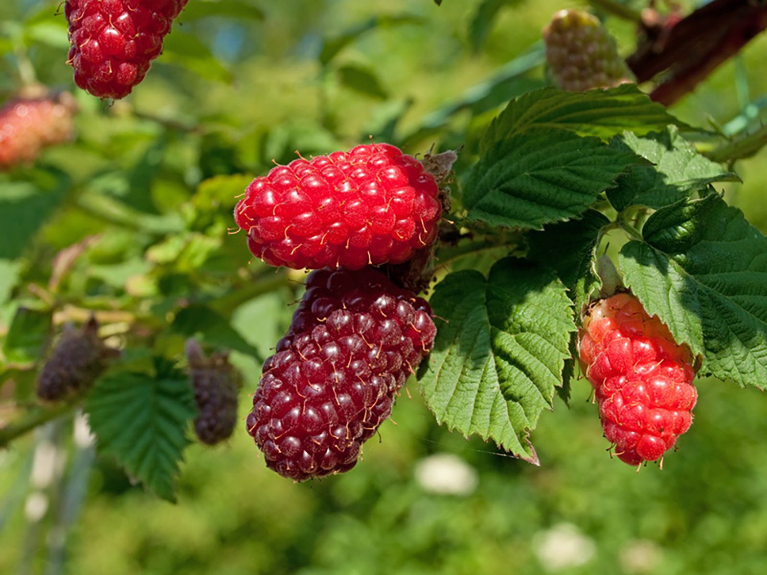 Brombeere 'Buckingham Tayberry' ® - Rubus 'Buckingham Tayberry ...
