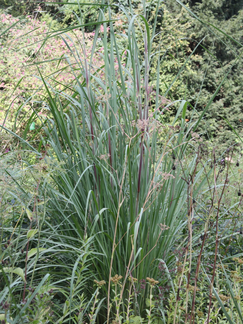 Zuckerrohr (Saccharum) - Infos & Pflanzen dieser Gattung