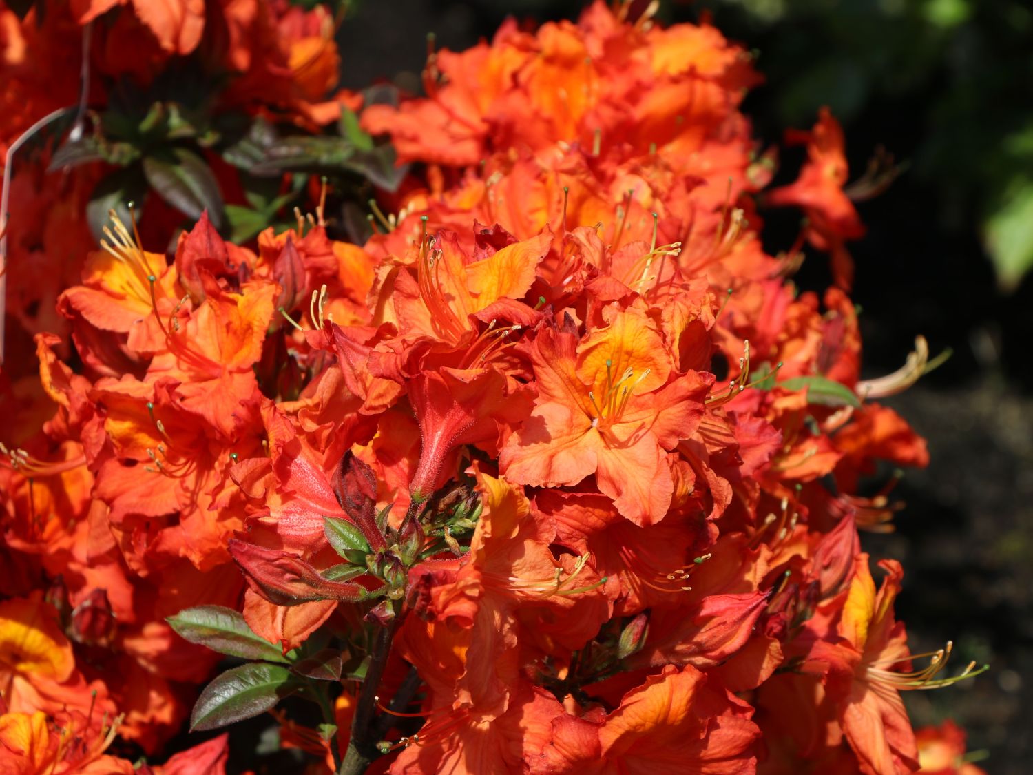 Laubabwerfende Azalee 'Aprikot' - Rhododendron luteum 'Aprikot ...