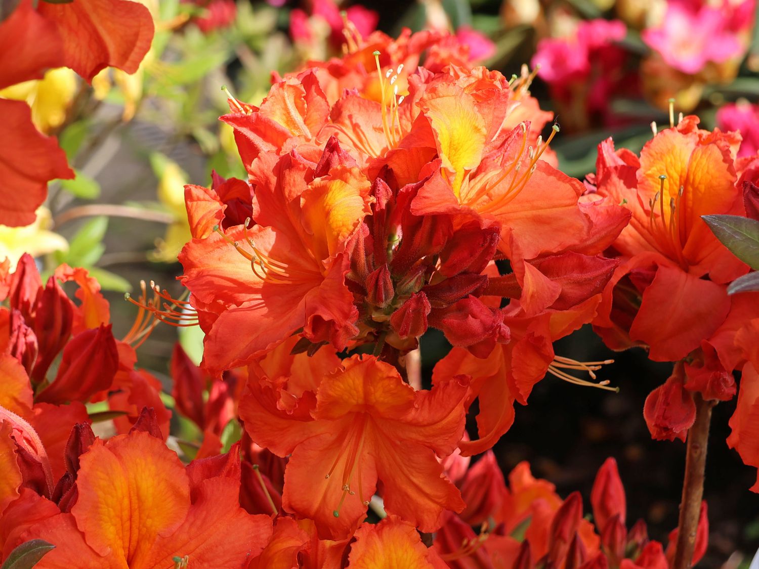 Laubabwerfende Azalee 'Aprikot' - Rhododendron luteum 'Aprikot ...
