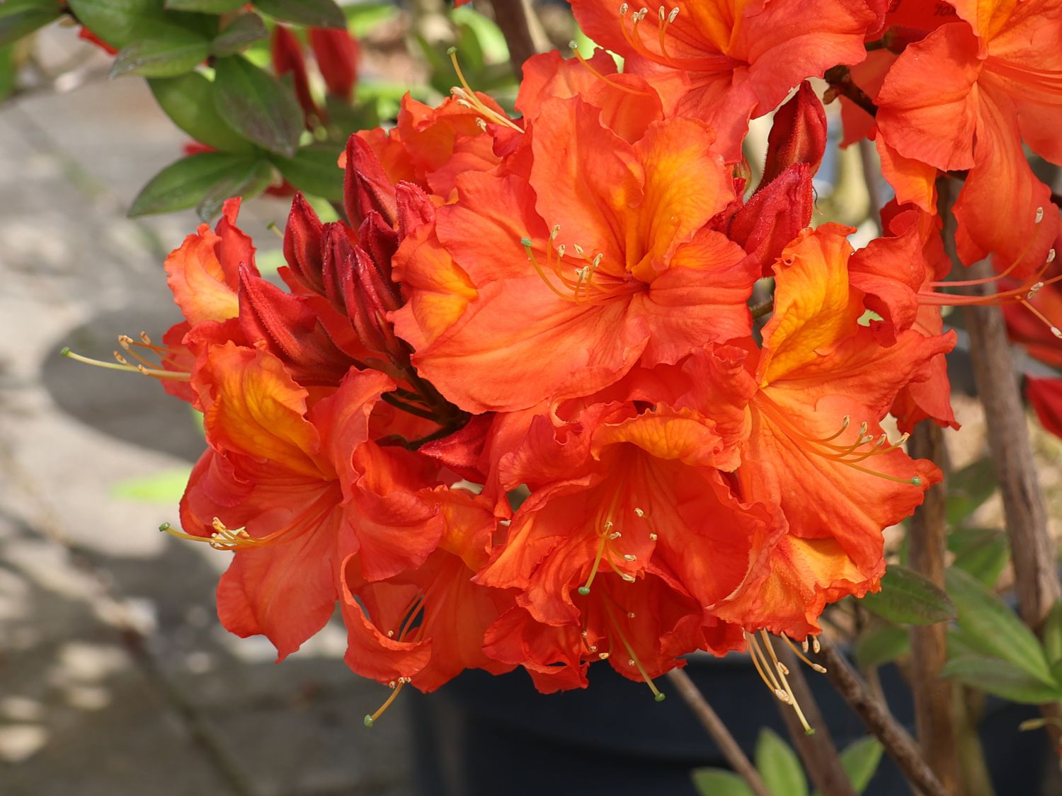 Laubabwerfende Azalee 'Aprikot' - Rhododendron luteum 'Aprikot ...