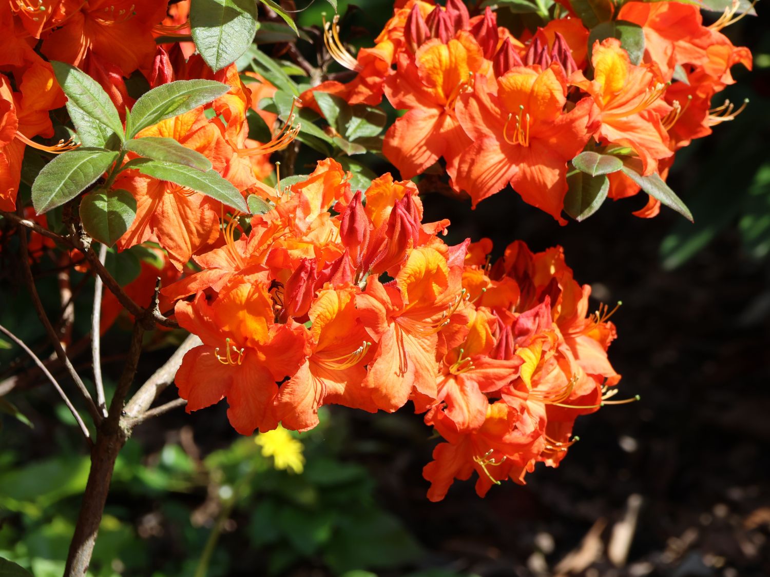 Laubabwerfende Azalee 'Aprikot' - Rhododendron luteum 'Aprikot ...