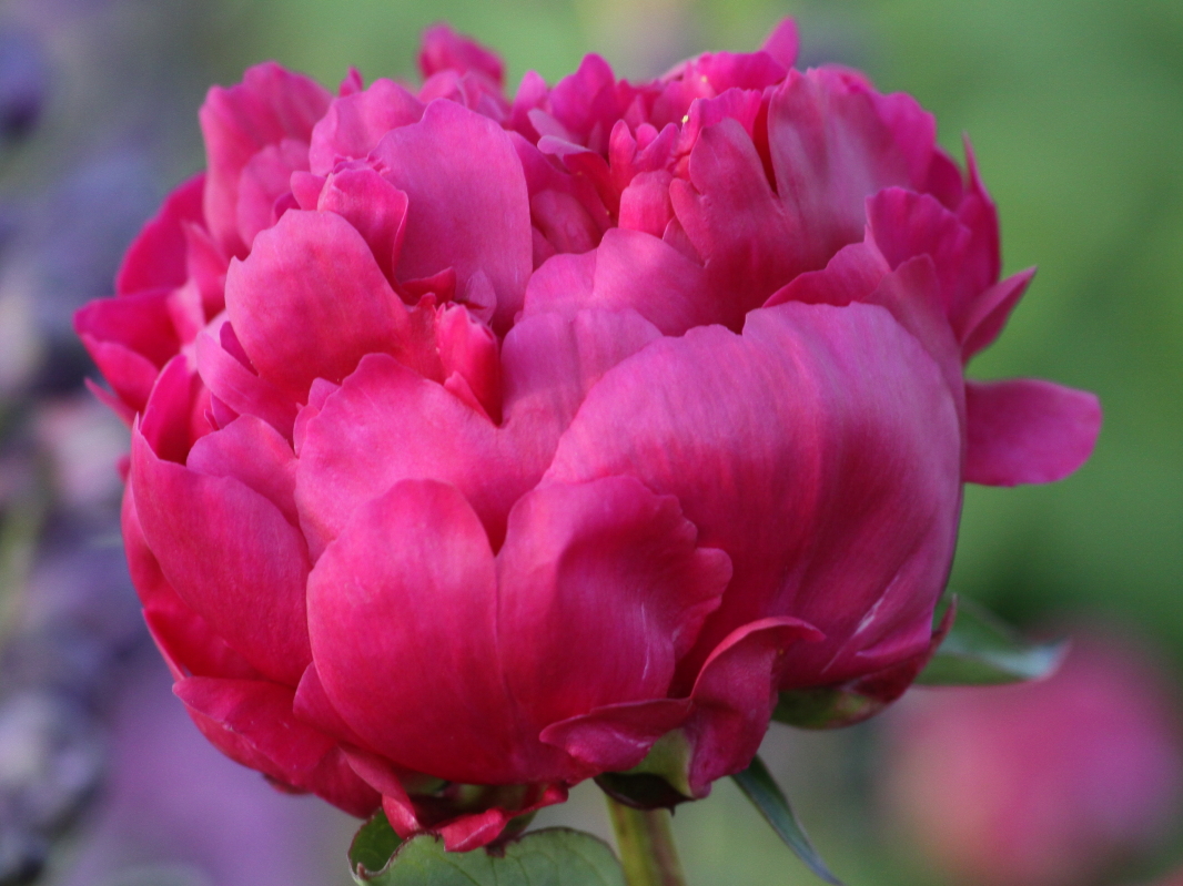 Pfingstrosengewächse (Paeoniaceae) - Wissen & Pflanzen dieser Familie