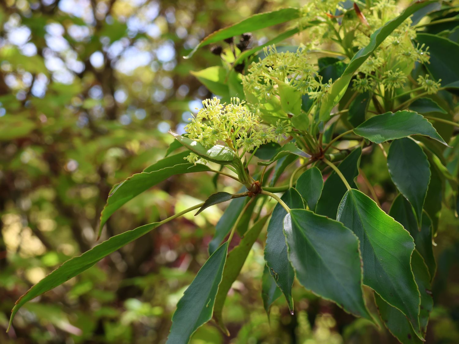 Trochodendron (Trochodendron) - Infos & Pflanzen dieser Gattung