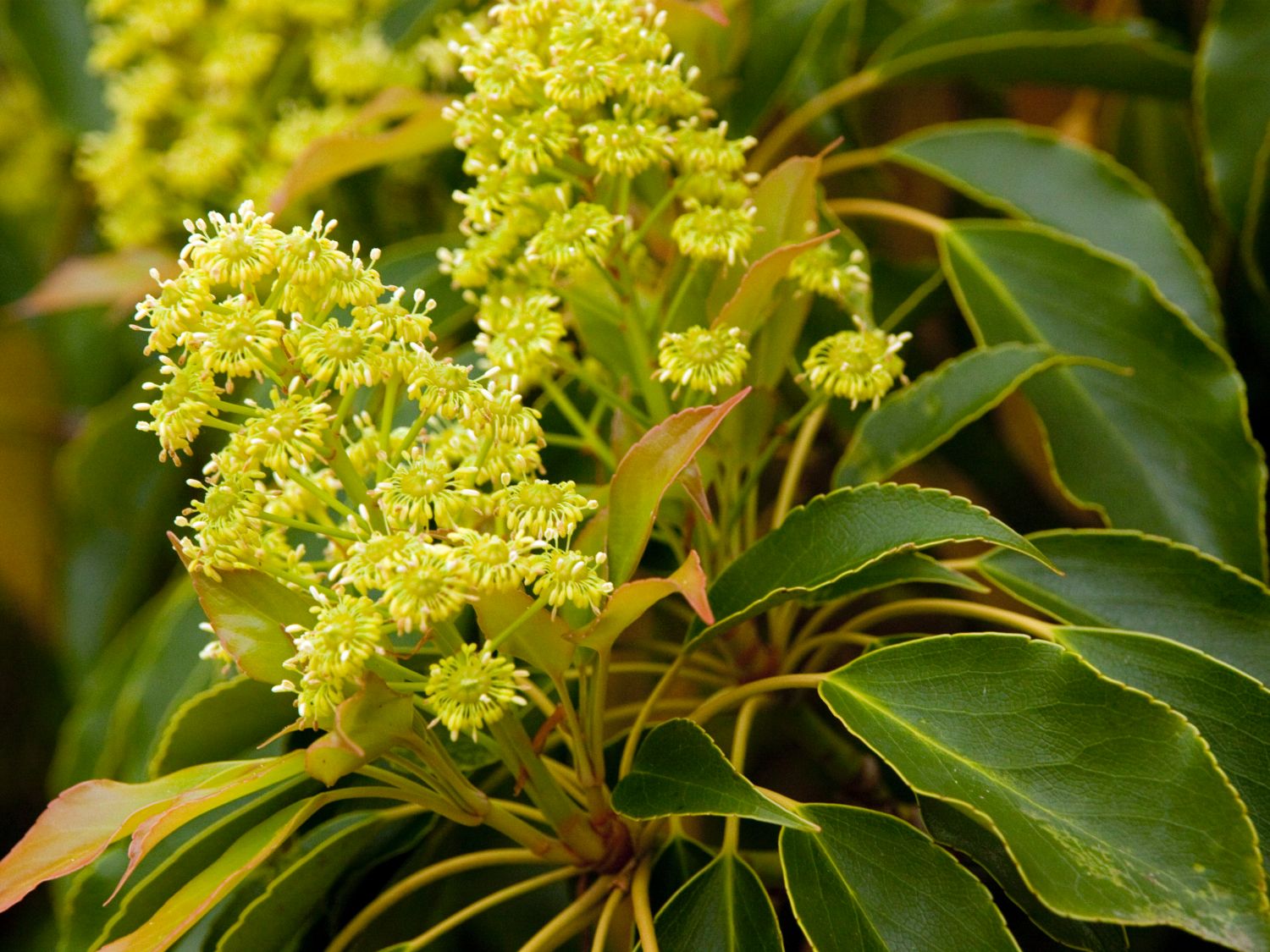 Trochodendraceae (Trochodendraceae) - Wissen & Pflanzen dieser Familie