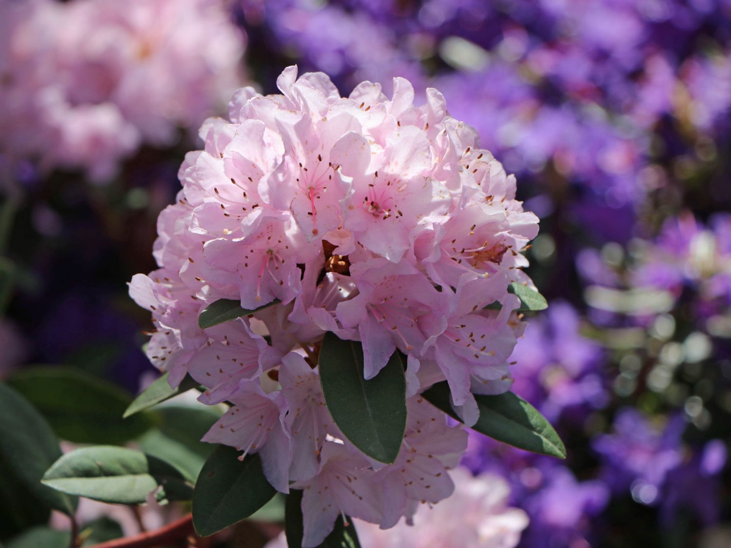 Rhododendron 'Pink Pompon' - Rhododendron racemosum 'Pink Pompon ...