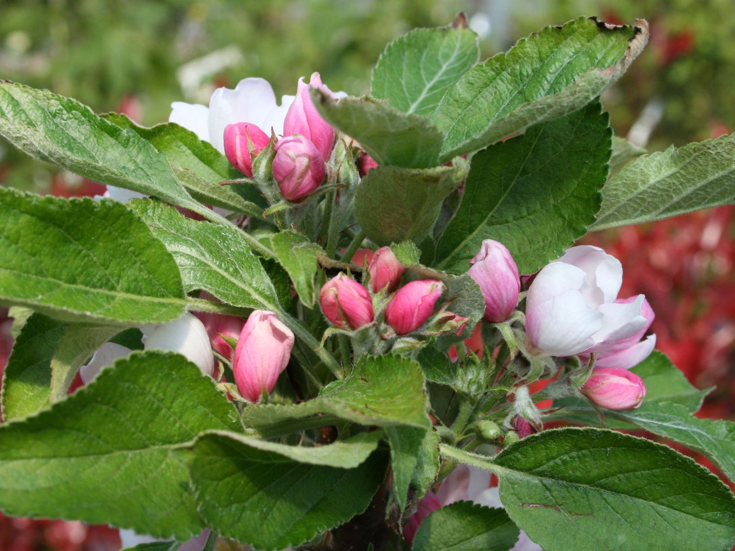 S ulenapfel Ballerina Waltz Malus Ballerina Waltz S ulenapfel Ballerina Waltz Malus Ballerina Waltz