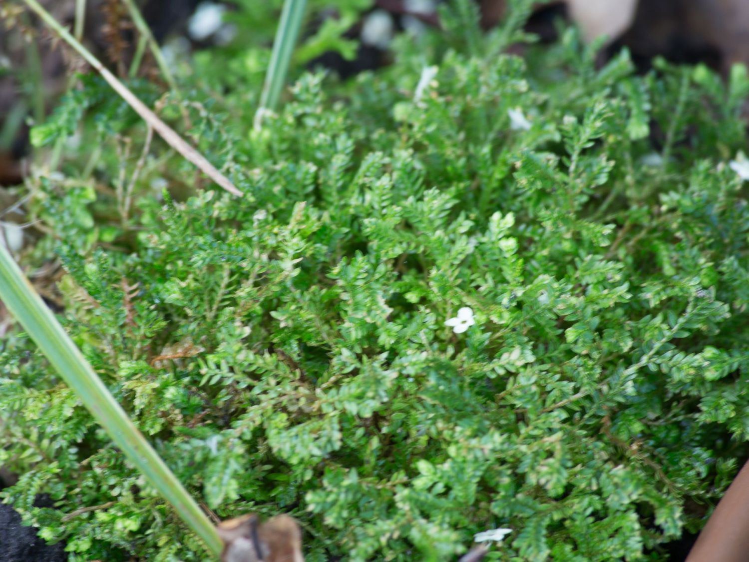 Moosfarnartige (Selaginellales) - Wissen & Pflanzen dieser Ordnung