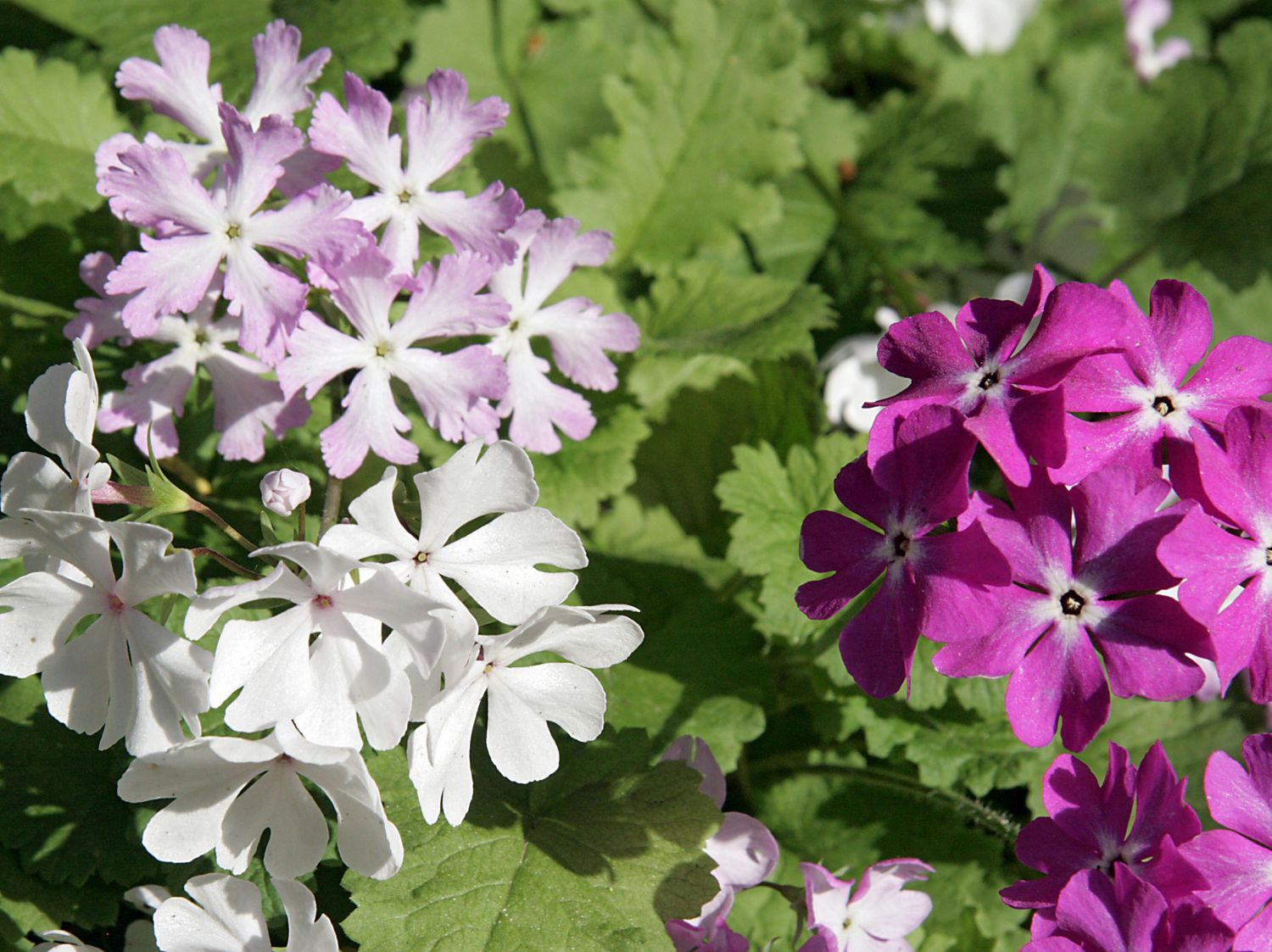 Primeln (Primula) - Infos & Pflanzen dieser Gattung