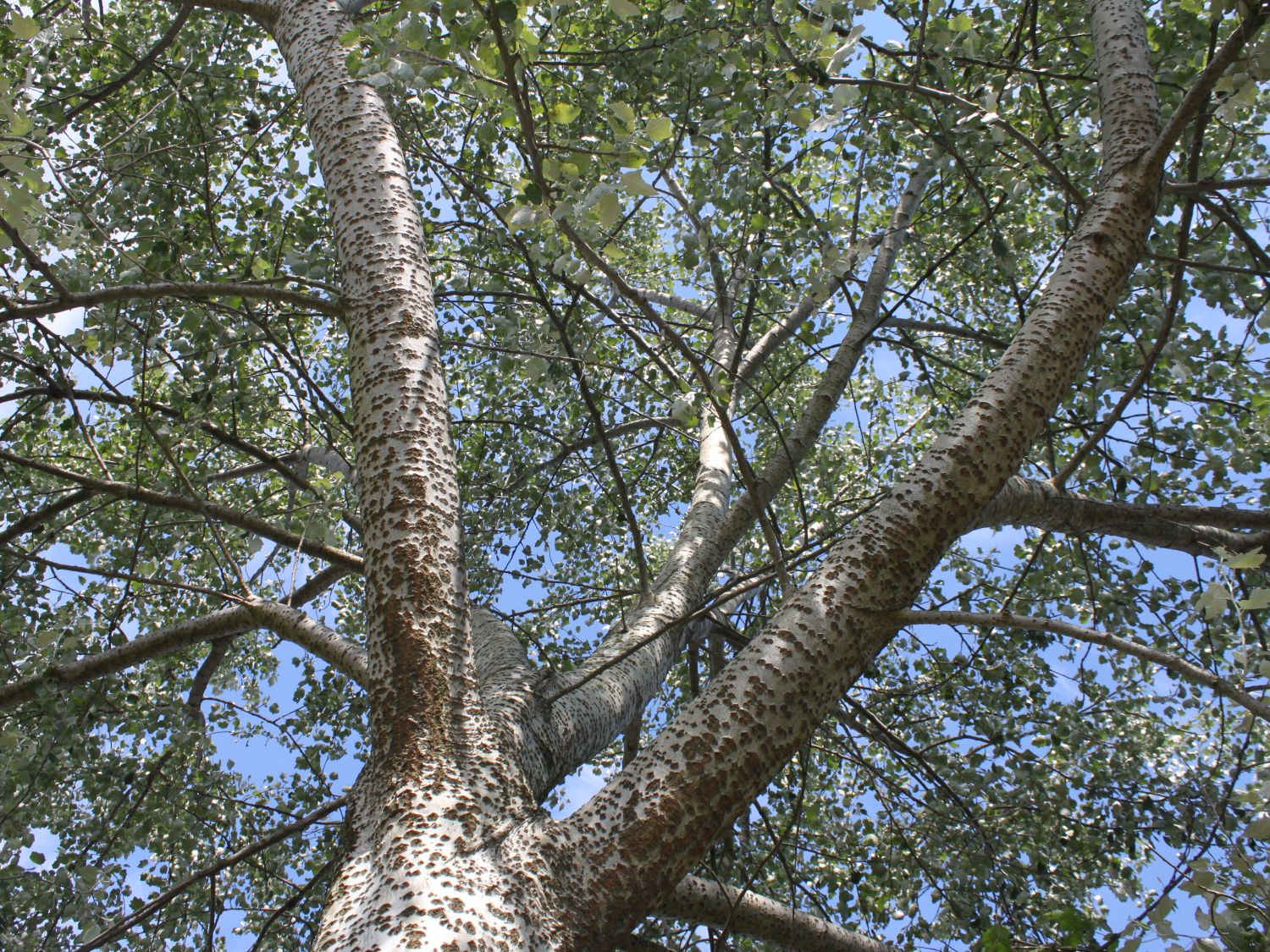 Pappeln (Populus) - Infos & Pflanzen dieser Gattung