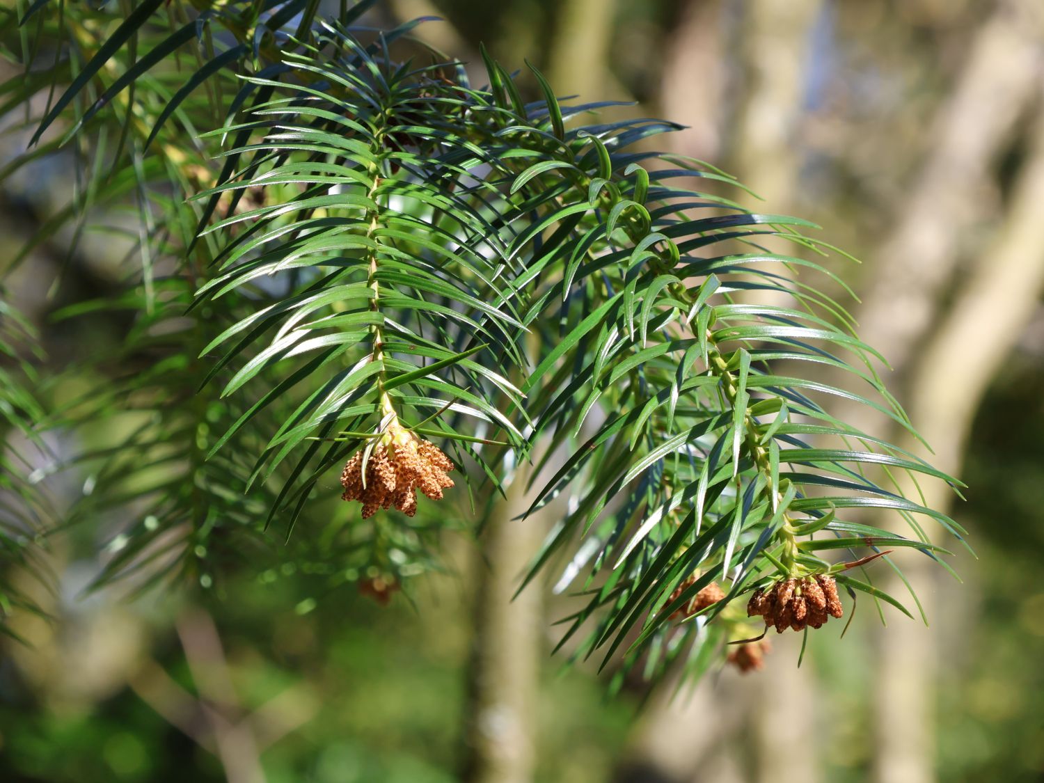 Cunninghamia (Cunninghamia) - Infos & Pflanzen dieser Gattung