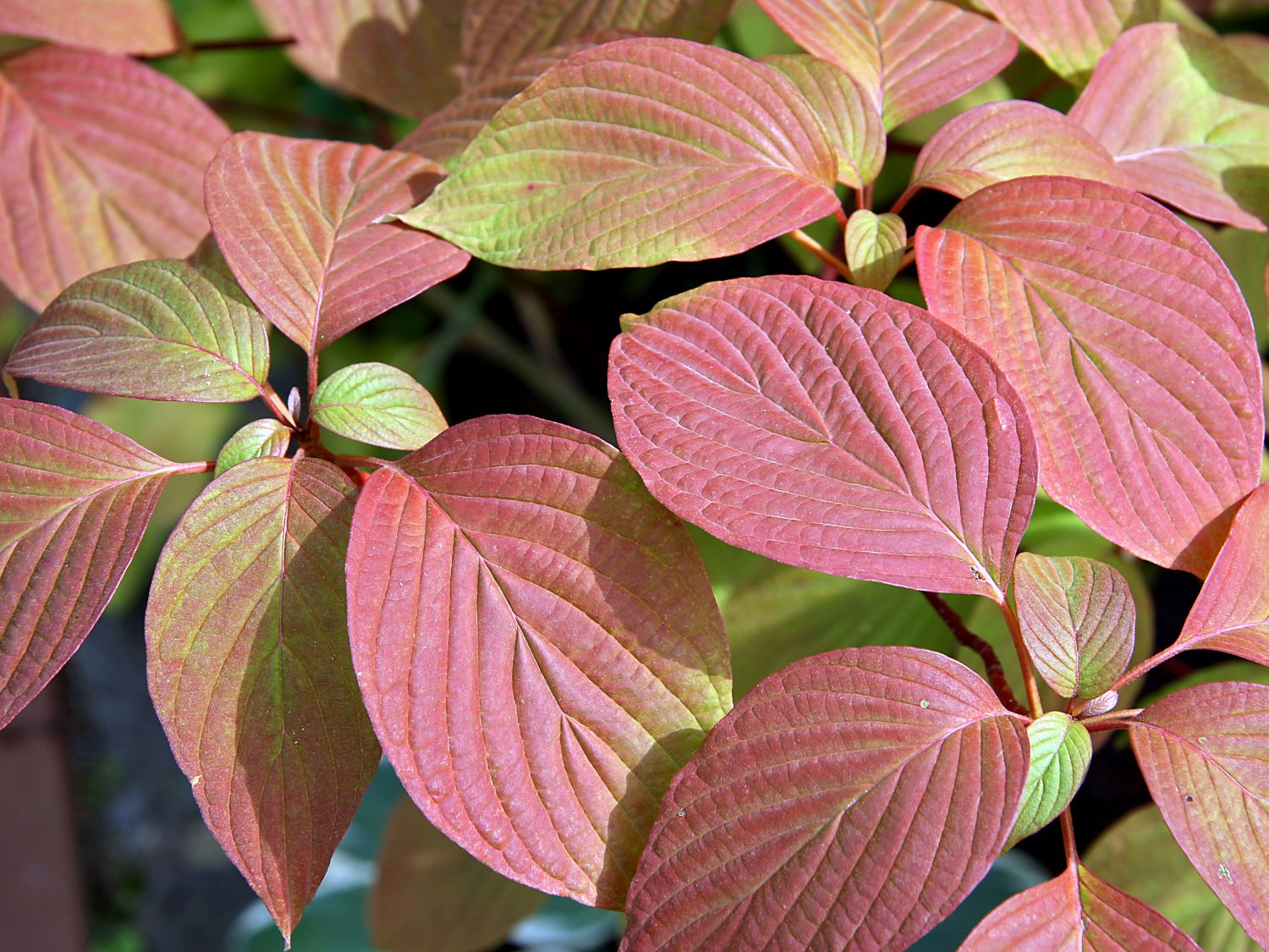 Wechselblättriger Hartriegel / Etagen-Hartriegel - Cornus alternifolia ...