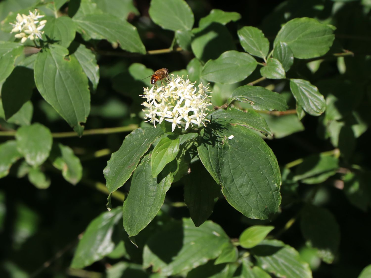 Wechselblättriger Hartriegel / Etagen-Hartriegel - Cornus alternifolia ...