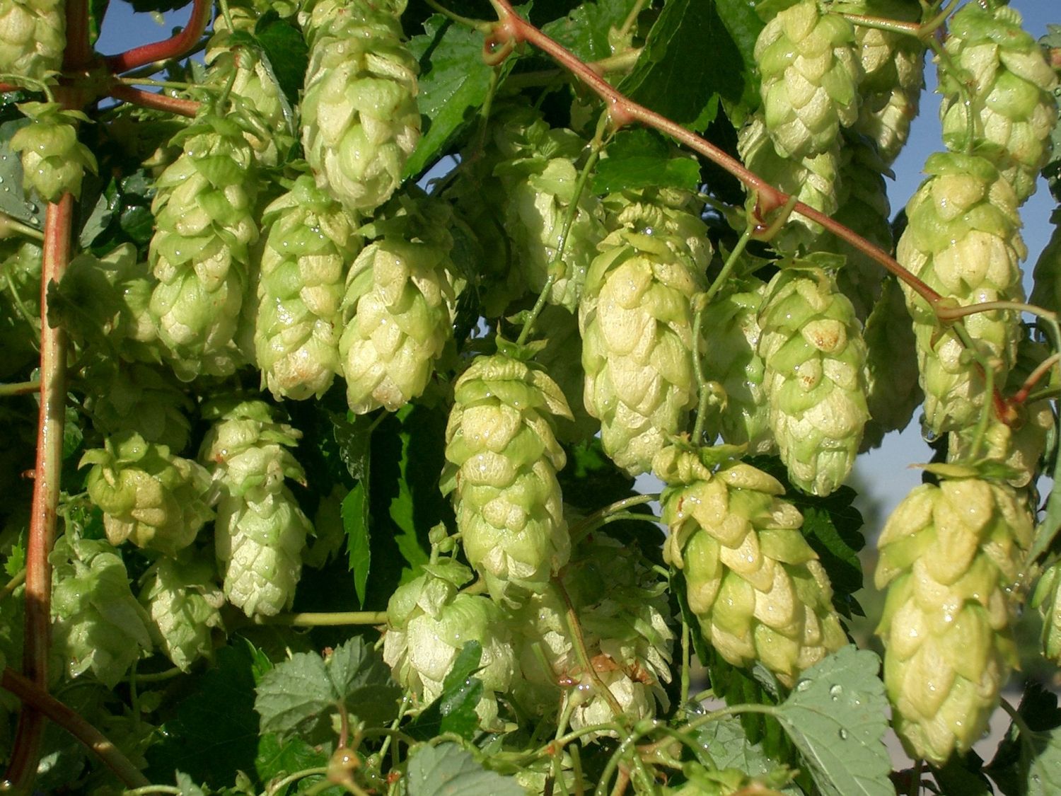 Hopfen (Humulus) - Infos & Pflanzen dieser Gattung