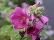 Busch-Malve 'Baby Barnsley' - Lavatera x olbia 'Baby Barnsley ...