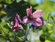 Clematis 'Rooguchi' - Clematis integrifolia 'Rooguchi' - Baumschule ...