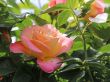 Edelrose 'Focus' ® - Rosa 'Focus' ® - Baumschule Horstmann