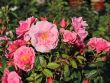 Kletterrose 'Hella' ® - Rosa 'Hella' ® ADR-Rose - Baumschule Horstmann