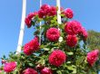 Kletterrose 'Belkanto' ® - Rosa 'Belkanto' ® - Baumschule Horstmann