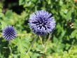 Veitchs-Kugeldistel 'Veitchs Blue' - Echinops ritro 'Veitchs Blue ...